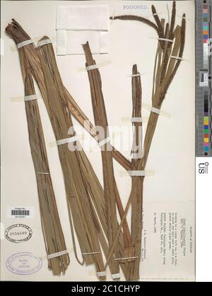 Carex lobulirostris Drejer Carex lobulirostris Drejer Stock Photo - Alamy