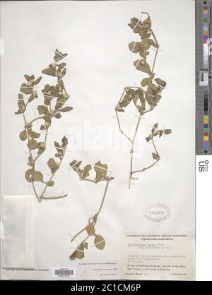 Alternanthera pungens Kunth Alternanthera pungens Kunth Stock Photo - Alamy