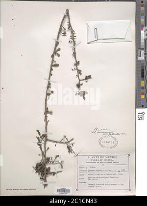 Phaulothamnus sp Phaulothamnus sp Stock Photo - Alamy