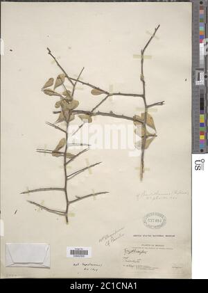 Phaulothamnus sp Phaulothamnus sp Stock Photo - Alamy
