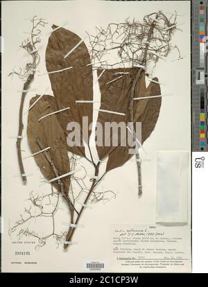 Cordia collococca L Stock Photo - Alamy
