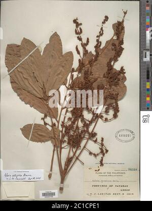 Aglaia elliptica Blume Aglaia elliptica Blume Stock Photo - Alamy