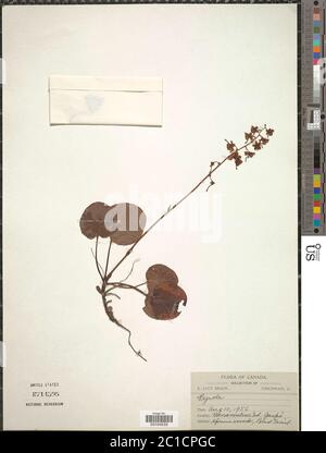 Pyrola sp Pyrola sp Stock Photo - Alamy