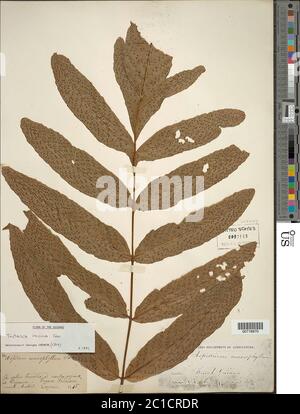 Tectaria incisa Cav Tectaria incisa Cav Stock Photo - Alamy