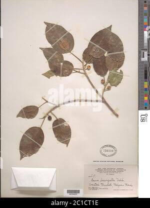 Ficus laevigata Vahl Ficus laevigata Vahl Stock Photo - Alamy