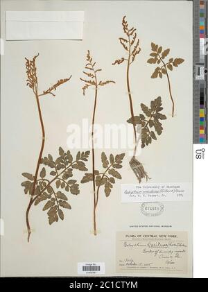 Botrychium oneidense Botrychium oneidense Stock Photo - Alamy