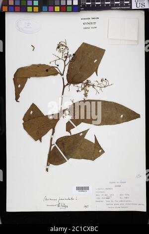 Microcos paniculata L Microcos paniculata L Stock Photo - Alamy