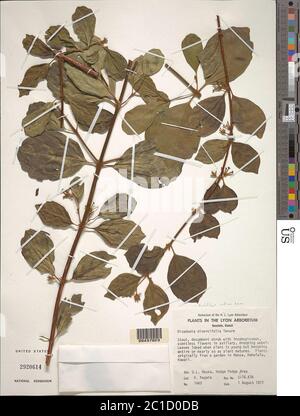 Buddleja indica Lam Buddleja indica Lam Stock Photo - Alamy