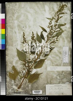 Iva xanthifolia Nutt Iva xanthifolia Nutt Stock Photo - Alamy