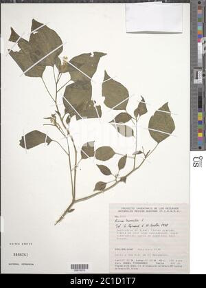 Rivina humilis (pigeonberry, rouge plant, baby peppers, bloodberry ...