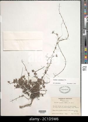 Diodia scandens Sw Diodia scandens Sw Stock Photo - Alamy