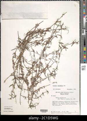 Diodia scandens Sw Diodia scandens Sw Stock Photo - Alamy