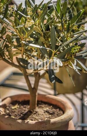 Small olive tree in pot plants pots growing in greenhouse interior inside & glass cloche outside ...