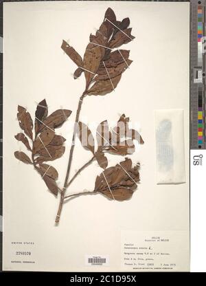 Flowers of the mangrove tree Conocarpus erectus Stock Photo - Alamy