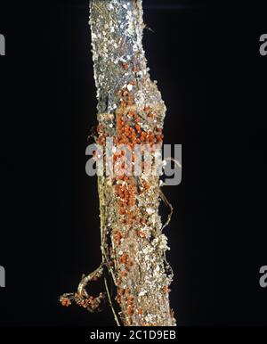 Black rot (Calonectria ilicicola) perithecia on the stem base of ...