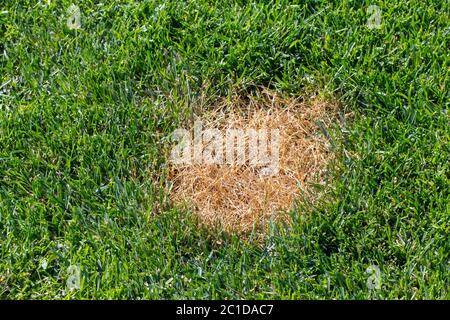 anthracnosis fungal disease of the lawn Stock Photo - Alamy