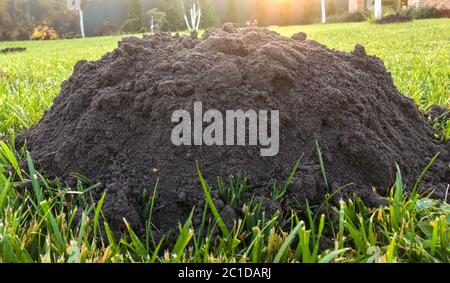 molehills on lawn made by moles population view on sunny day Stock ...