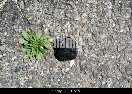 Pellets of deer poo droppings,animal excrement, Wollaton Park ...