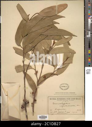 Eucalyptus capitellata Eucalyptus capitellata Stock Photo - Alamy