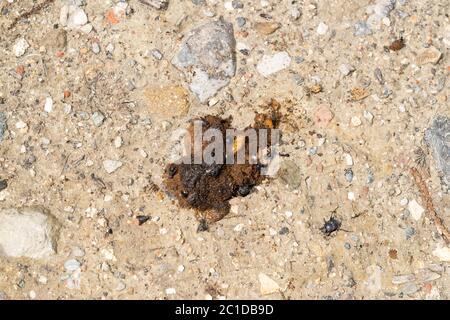 Pellets of deer poo droppings,animal excrement, Wollaton Park ...