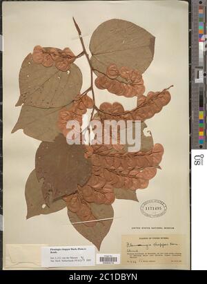 Flemingia chappar Benth Stock Photo - Alamy