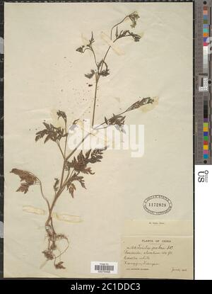 Torilis scabra Thunb DC Torilis scabra Thunb DC Stock Photo - Alamy