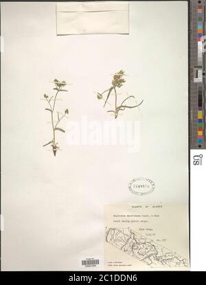 Bupleurum americanum Coult Rose Stock Photo - Alamy