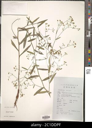 Bupleurum chinense DC Bupleurum chinense DC Stock Photo - Alamy