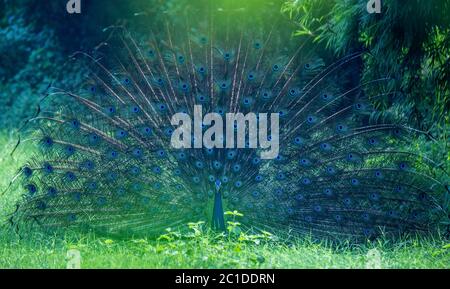 Peacock dancing in front of Peahen Stock Photo - Alamy