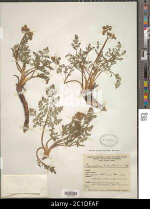 Pteryxia terebinthina Hook JM Coult Rose Pteryxia terebinthina Hook JM ...