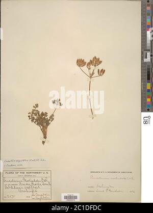 Lomatium angustatum JM Coult Rose H St John Lomatium angustatum JM ...