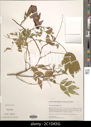 Leucaena macrophylla Benth Leucaena macrophylla Benth Stock Photo - Alamy