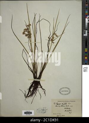 Cyperus dentatus Torr Cyperus dentatus Torr Stock Photo - Alamy