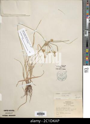 Cyperus croceus Vahl Cyperus croceus Vahl Stock Photo - Alamy