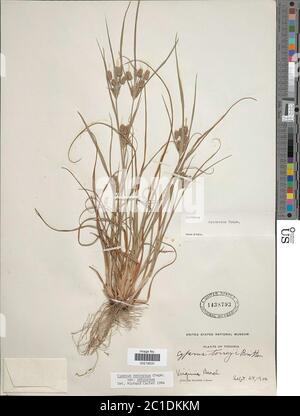 Cyperus retrorsus Chapm Cyperus retrorsus Chapm Stock Photo - Alamy