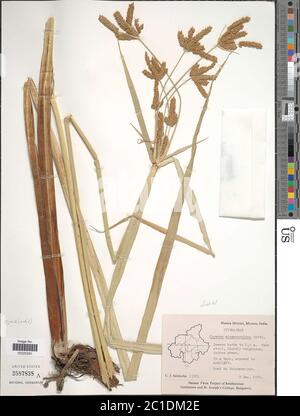 Cyperus alopecuroides Rottb Cyperus alopecuroides Rottb Stock Photo - Alamy