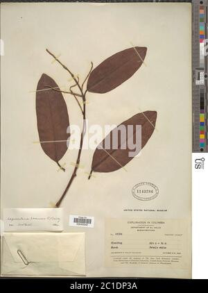 White Mangrove (Laguncularia racemosa Stock Photo - Alamy