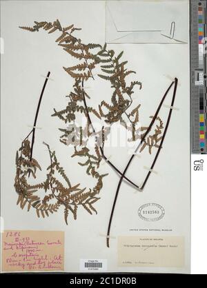 Pityrogramma sp Pityrogramma sp Stock Photo - Alamy