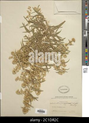 Brickellia longifolia S Watson Brickellia longifolia S Watson Stock ...