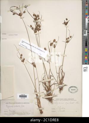 Cyperus retrorsus Chapm Cyperus retrorsus Chapm Stock Photo - Alamy