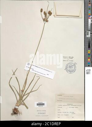 Cyperus retrorsus Chapm Cyperus retrorsus Chapm Stock Photo - Alamy