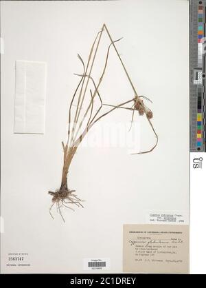 Cyperus retrorsus Chapm Cyperus retrorsus Chapm Stock Photo - Alamy