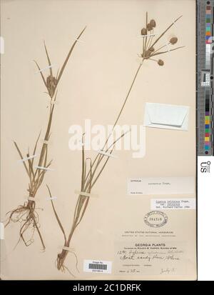 Cyperus retrorsus Chapm Cyperus retrorsus Chapm Stock Photo - Alamy