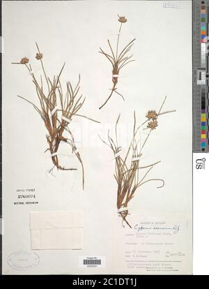 Cyperus arenarius Retz Cyperus arenarius Retz Stock Photo - Alamy