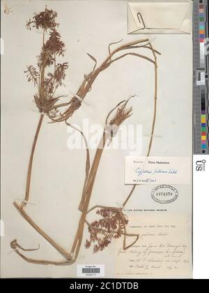 Cyperus pilosus Vahl Cyperus pilosus Vahl Stock Photo - Alamy