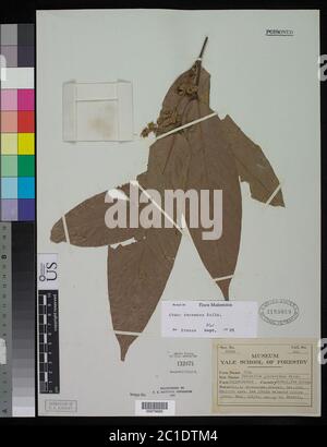 Atuna racemosa Raf Atuna racemosa Raf Stock Photo - Alamy