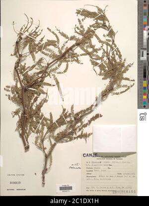 Prosopis nigra Prosopis nigra Stock Photo - Alamy