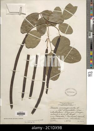 Senna emarginata Senna emarginata Stock Photo - Alamy