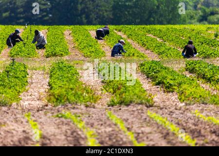 Strawberry picking machine with foreign workers harvests inside ...