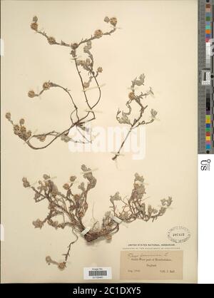 Filago germanica L Huds Filago germanica L Huds Stock Photo - Alamy